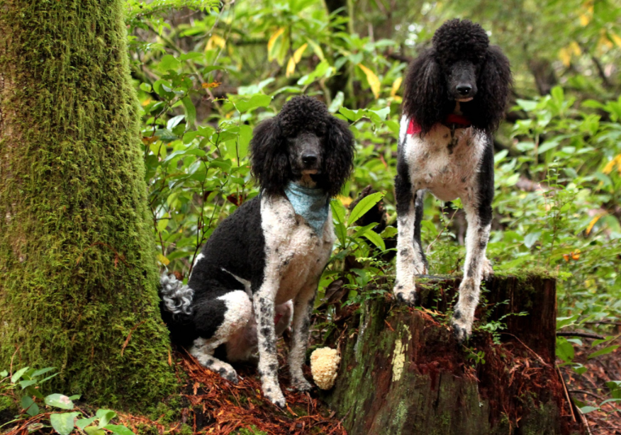 Huxtable The Poodle | Toy Poodle Blog | Parti Poodle: Poodles in the Forest