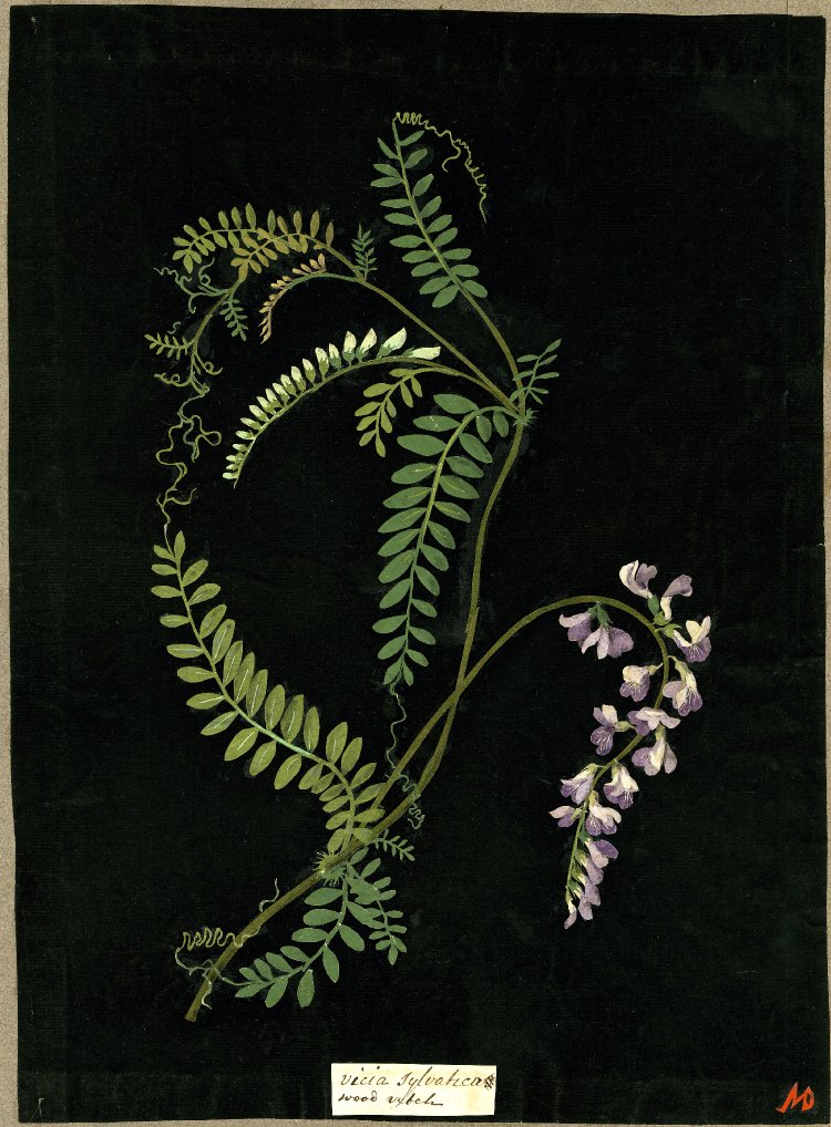 nickyskye meanderings: Mary Delany, collage artist of flowers in the 1700's