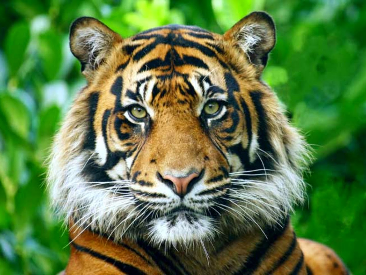 AnimalEx: El Tigre