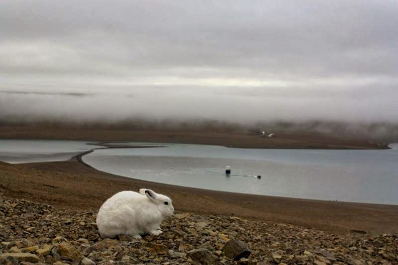 The Arctic Hare | Polar Rabbit