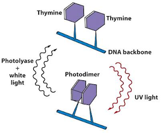 ביולוגיה: Photolyase – פוטוליאז