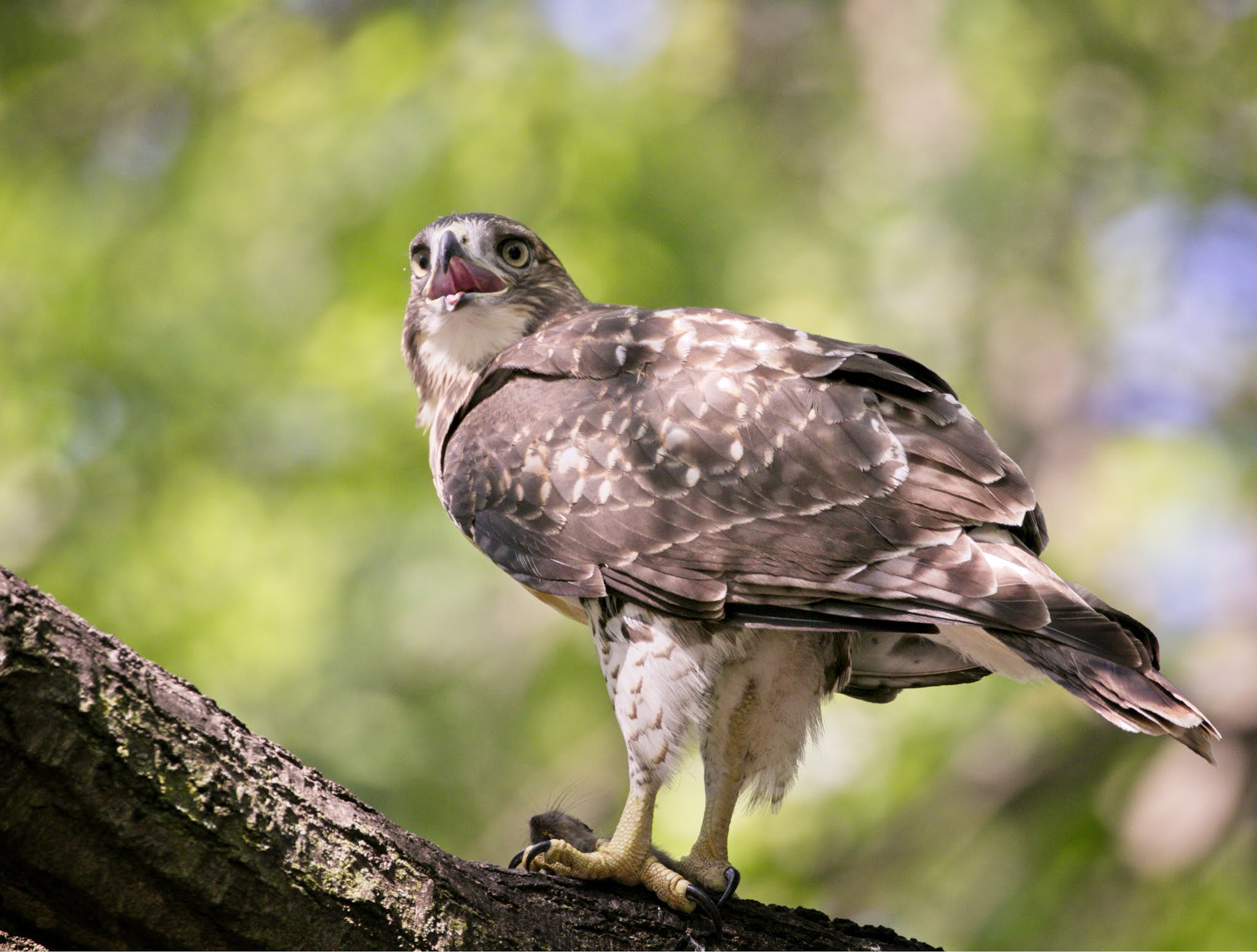 Laura Goggin Photography: Tompkins Square red-tailed hawk fledgling ...