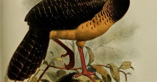 HISTORIAS ZOOLOGICAS: EL MITU O MUTUM (Crax fasciolata) EN LA CRUZ DEL SUR