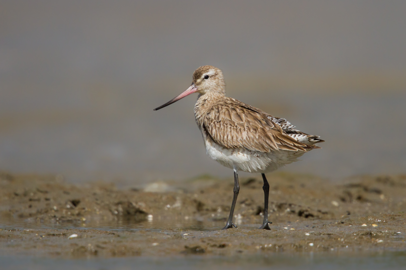 QUICK GODWIT IDENTIFICATION TIPS