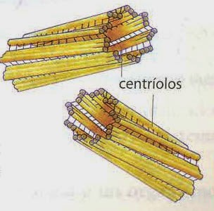Cloroplastas: Centrosoma