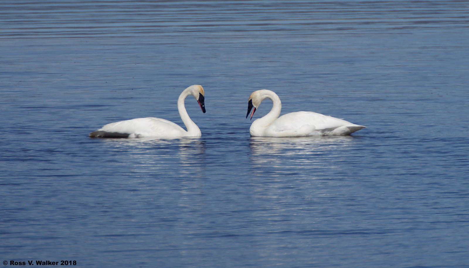 Ross Walker photography: Trumpeter Swans Nesting