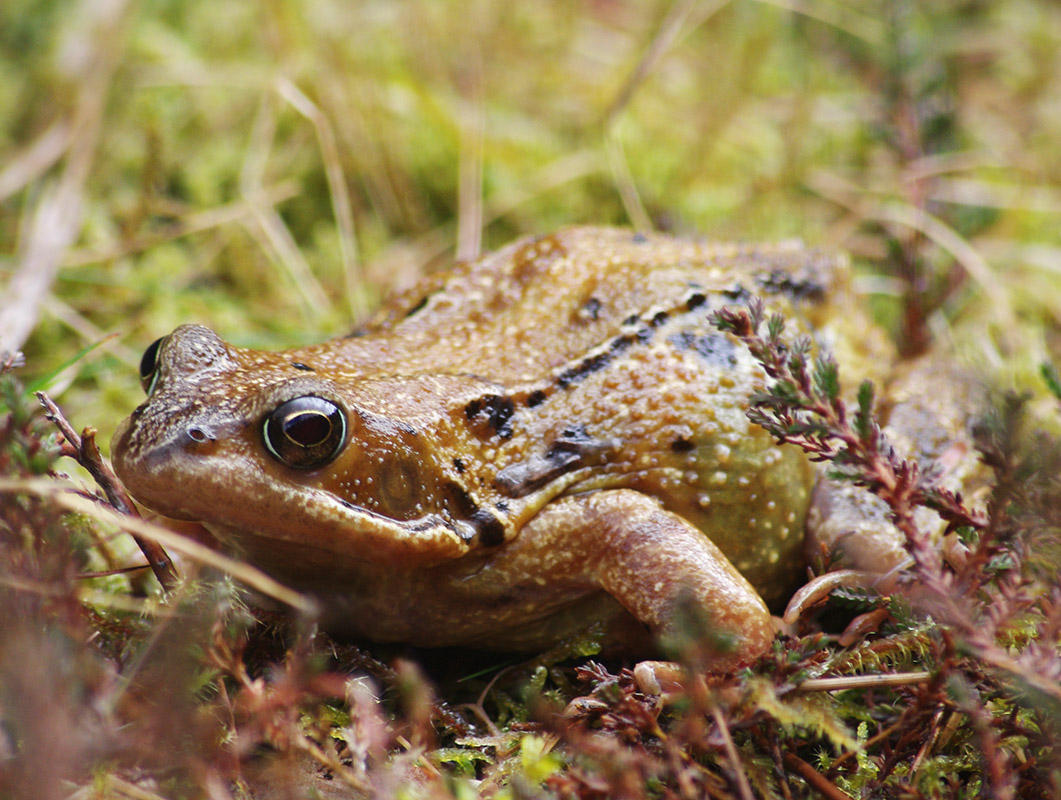 Wildeep's Illuminations: Common Frog