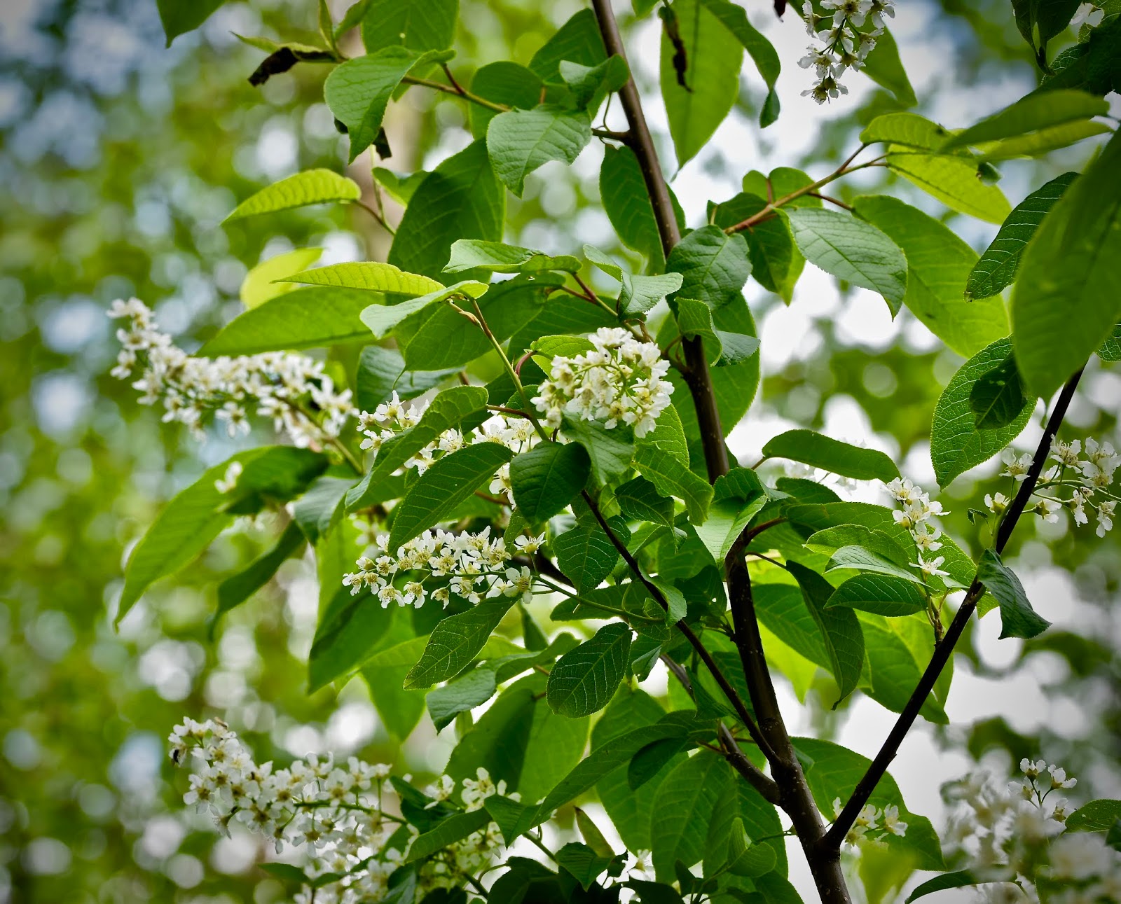Suomenlapinkoiria.: Tuomi kukkii.