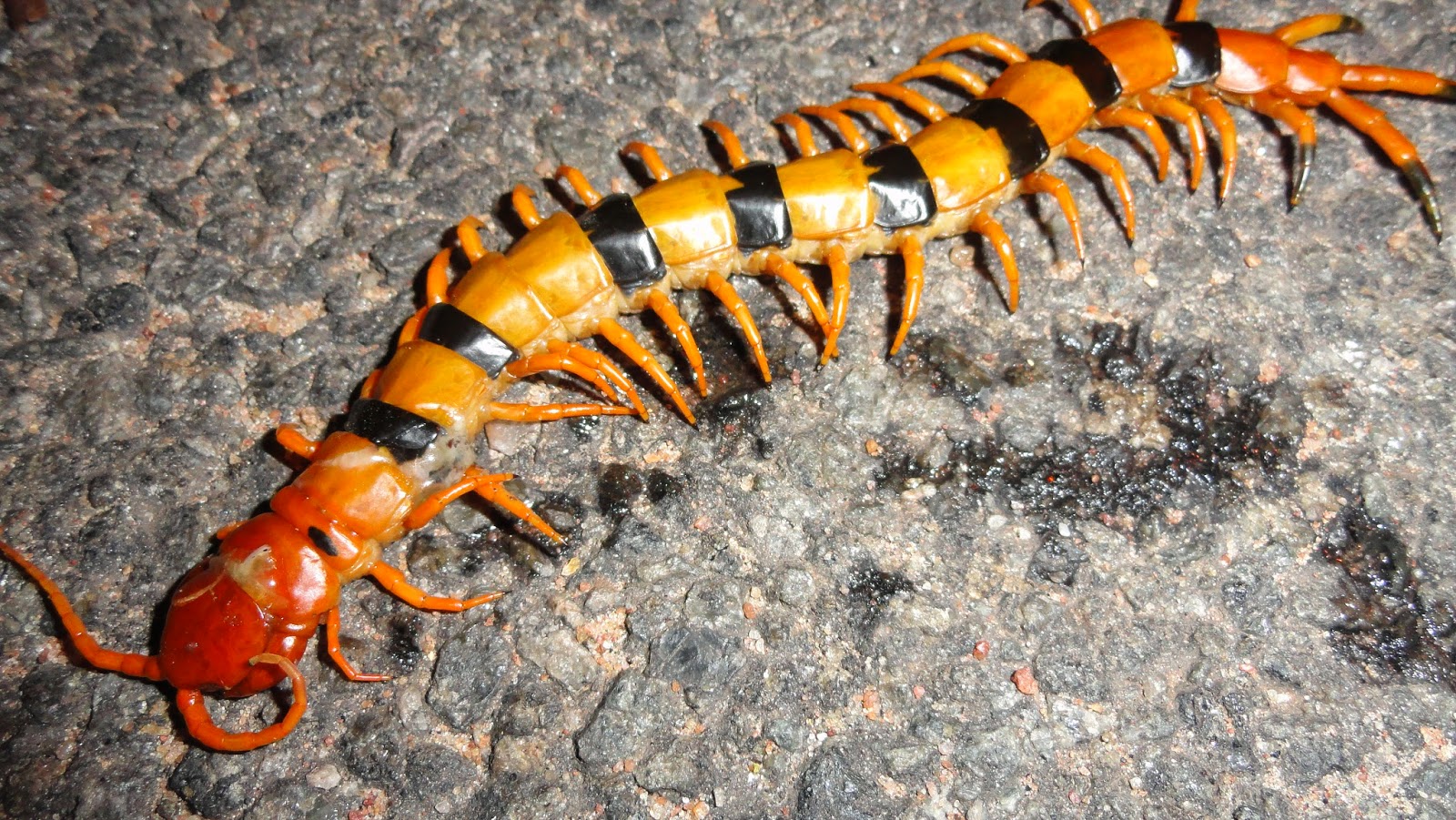 Biodiversity of Bharathidasan University: Indian Giant Tiger Centipede