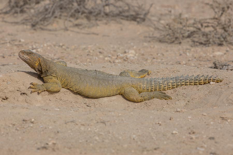 Birds of Saudi Arabia: Arabian Spiny-tailed Lizard - Dhahran Hills