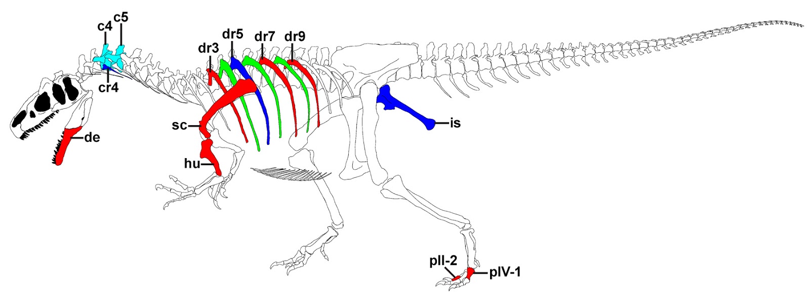 My Prehistoric Saga: Size Calculations for Allosaurus.