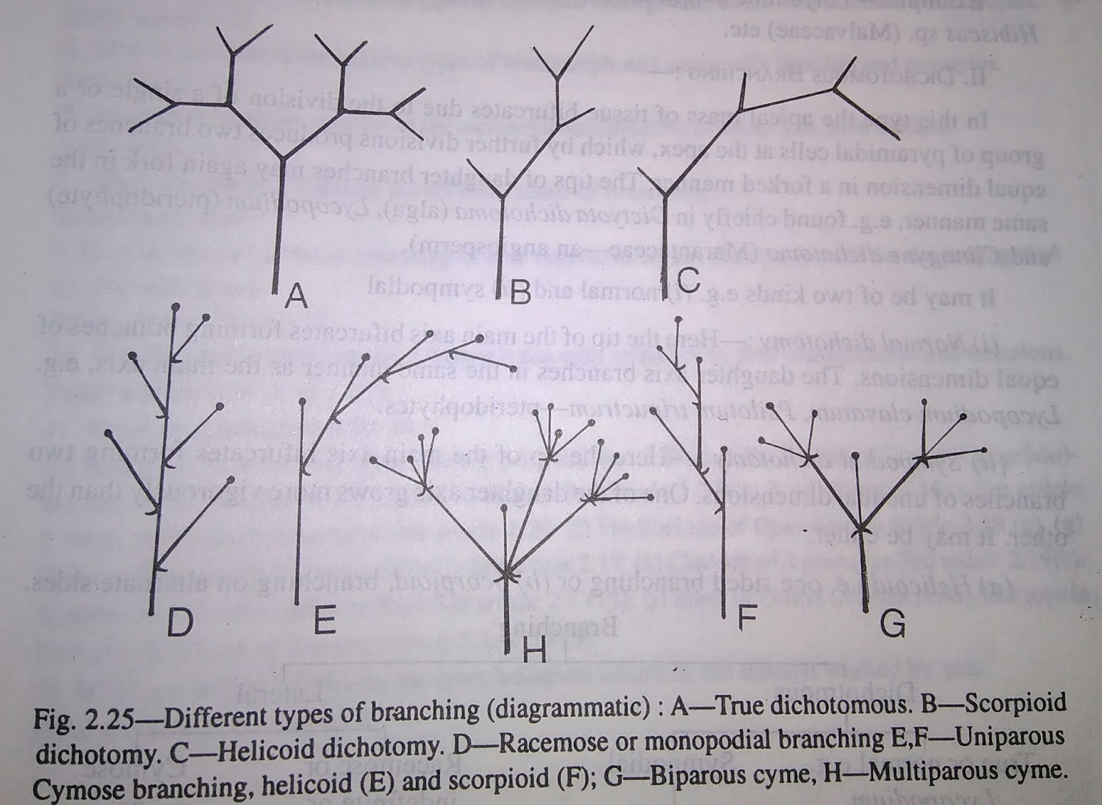 Stems: metamorphosed aerial stems, branching- cymose and racemose ...