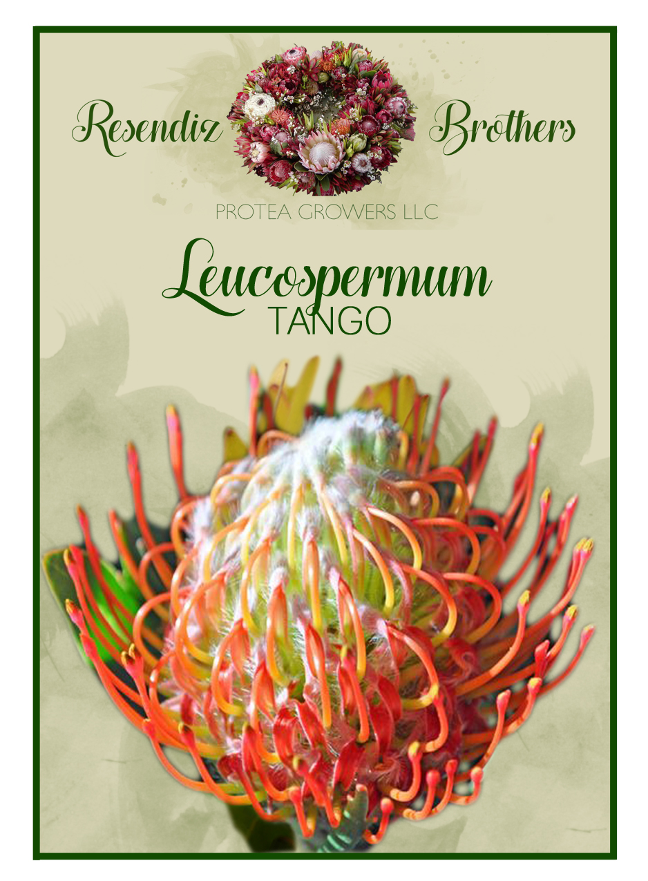 A Passion for Flowers: New on the Farm: Protea Seeds