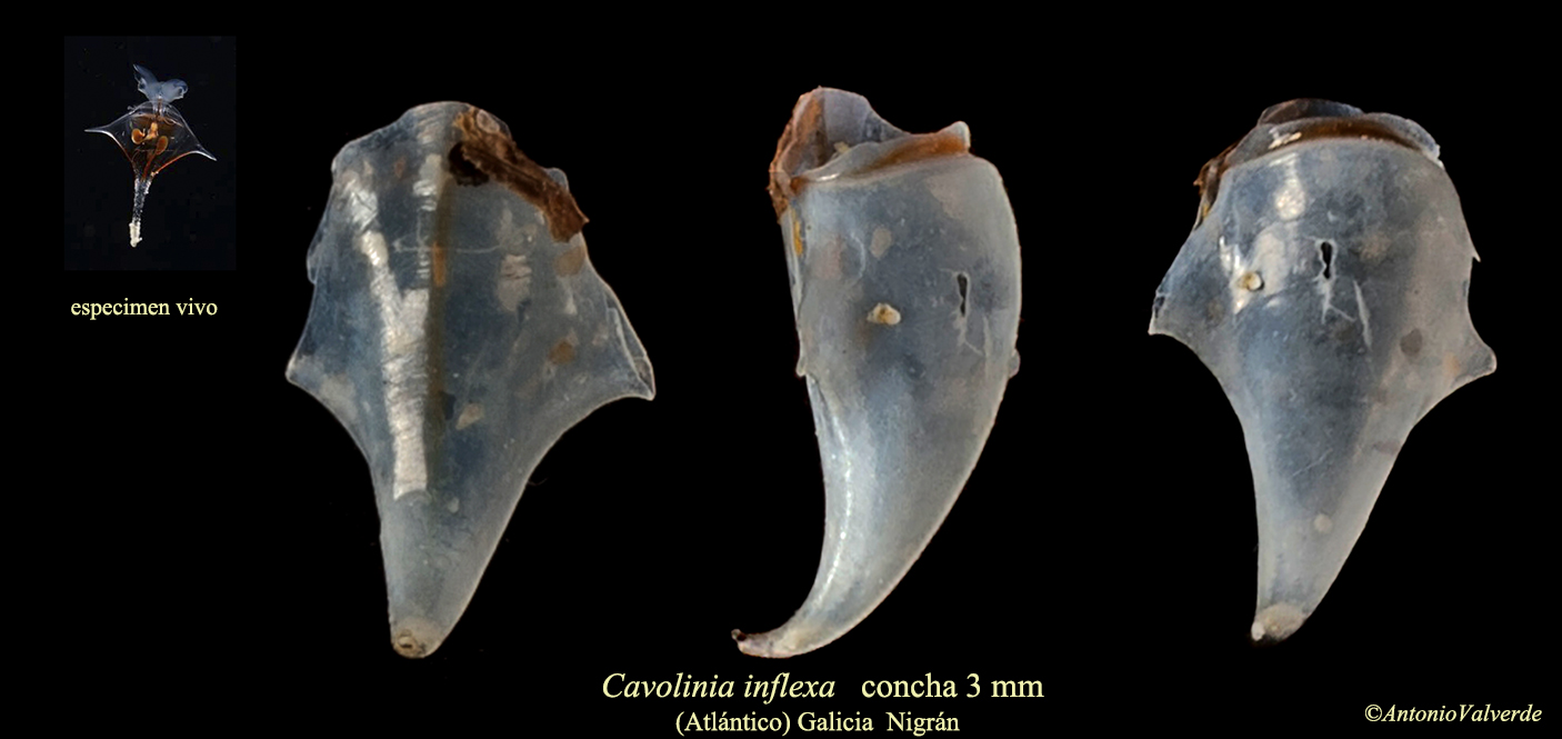 MALACOLOGÍA MEDITERRÁNEA: 2013-10-13