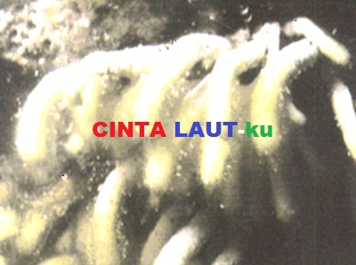PRAKTIKUM RUMPUT LAUT (SEAWEED) - CINTA LAUT