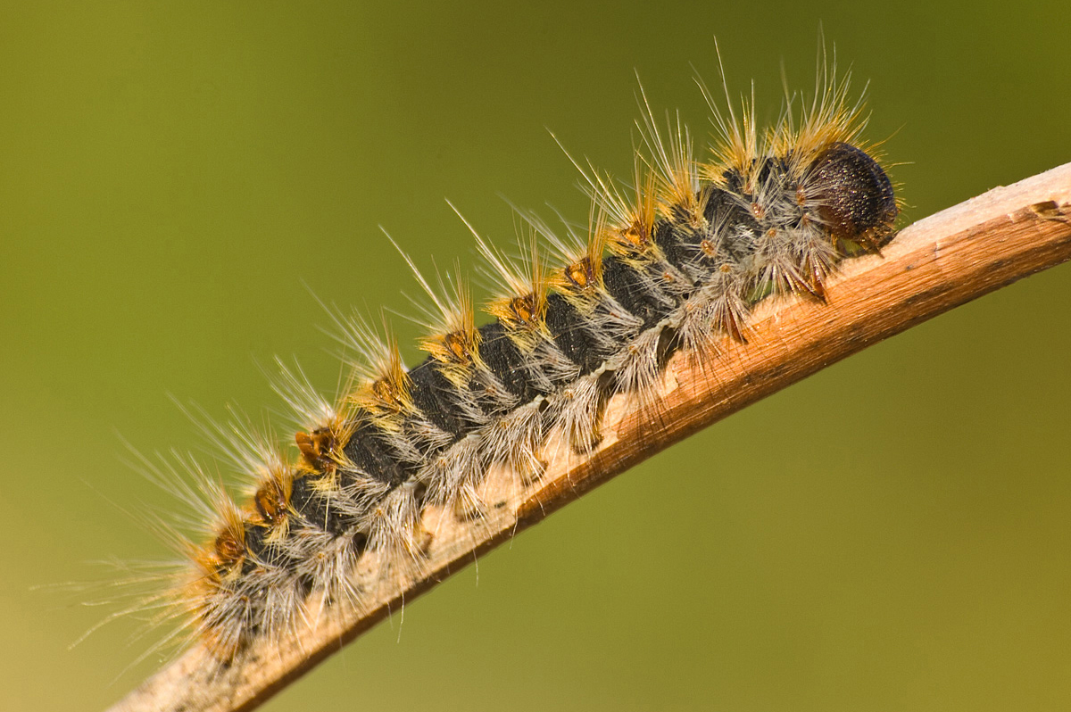LA NATURA QUE ENS ENVOLTA: LA PROCESSIONÀRIA