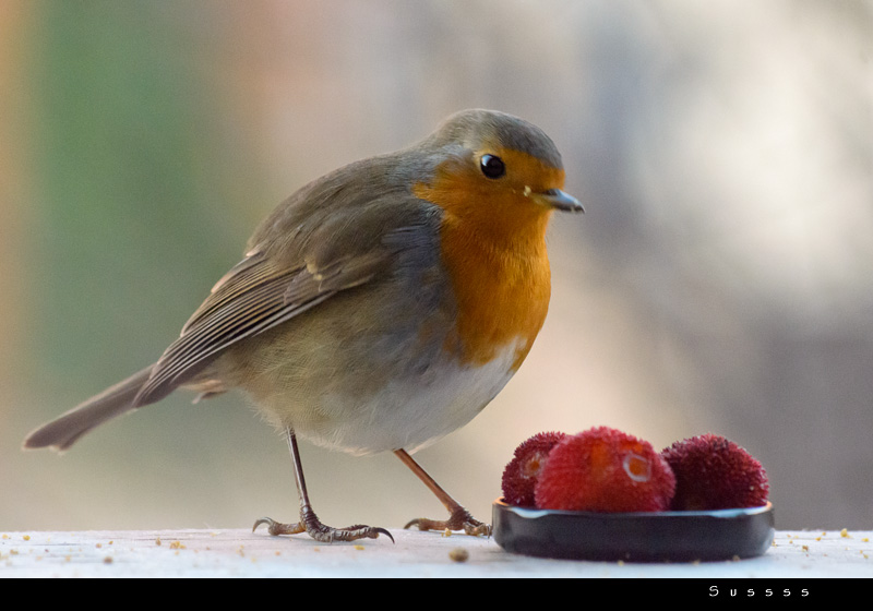 BLOG FOTOGRAFIC DE SUSSSS: El nostre pit-roig