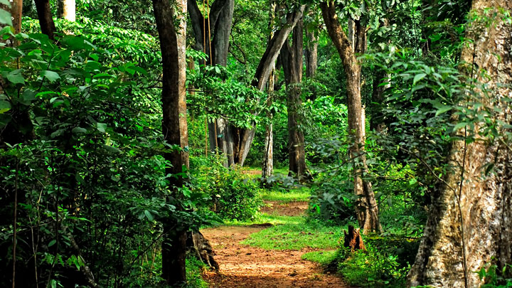 Tamilnadu Tourism: Sathyamangalam Wildlife Sanctuary and Tiger Reserve