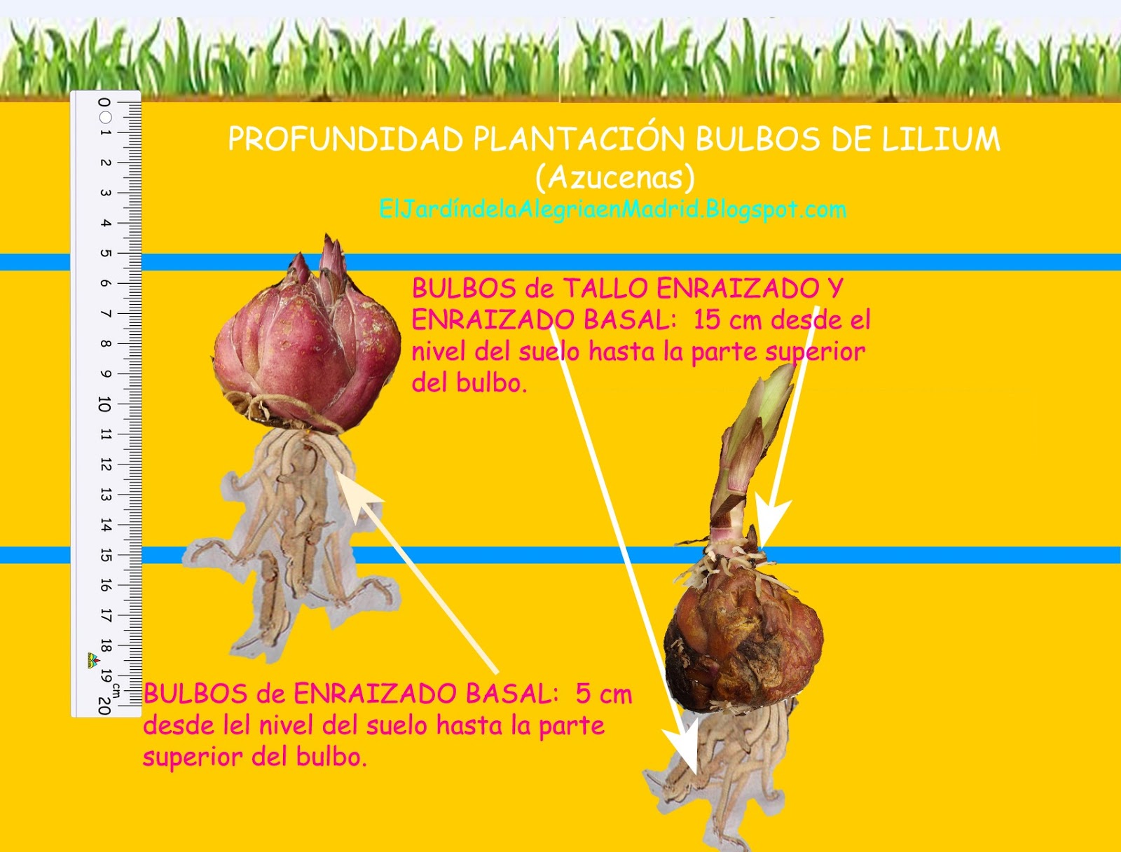 El jardín de la alegría : Bulbos de Lilium orientales (azucenas)