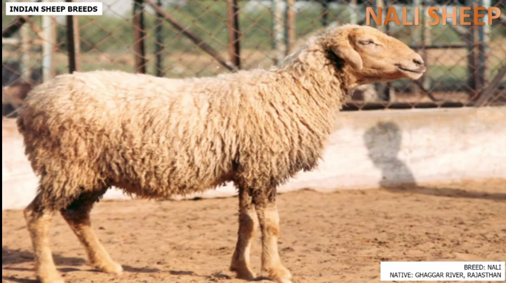 Most Popular Sheep Breeds of India