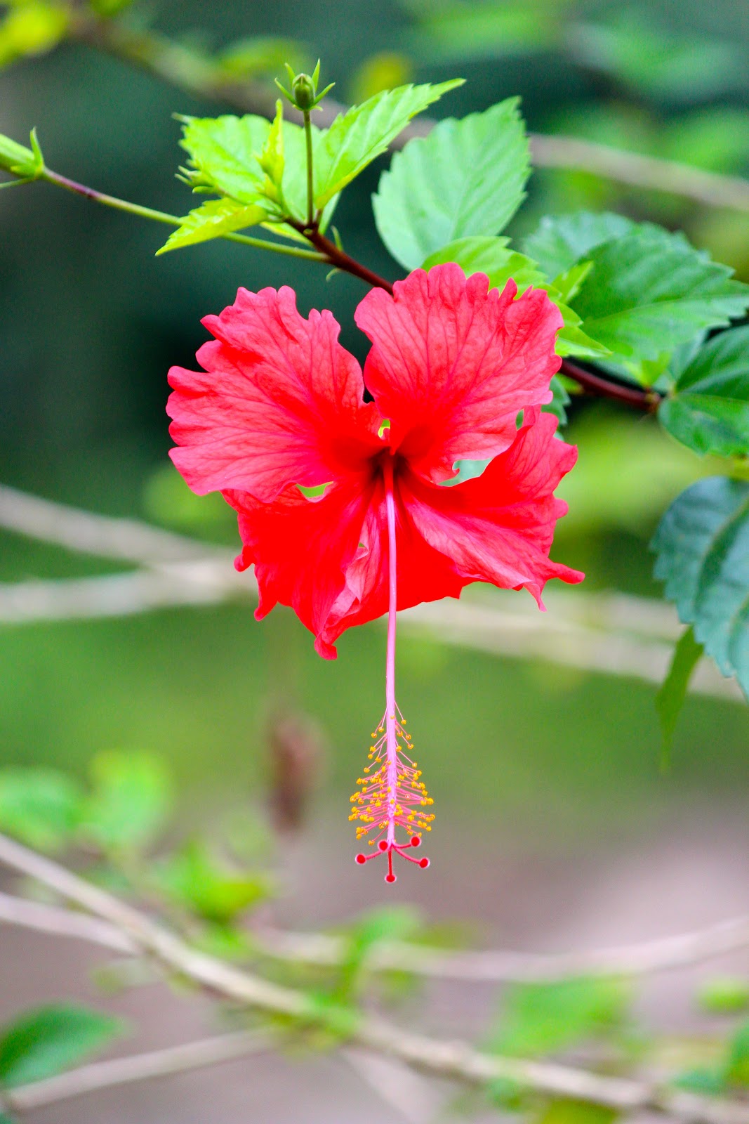 From the Isthmus: Embera in Pictures