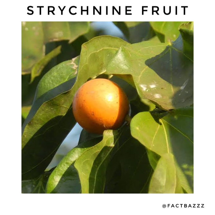 The Most Dangerous Trees In The World