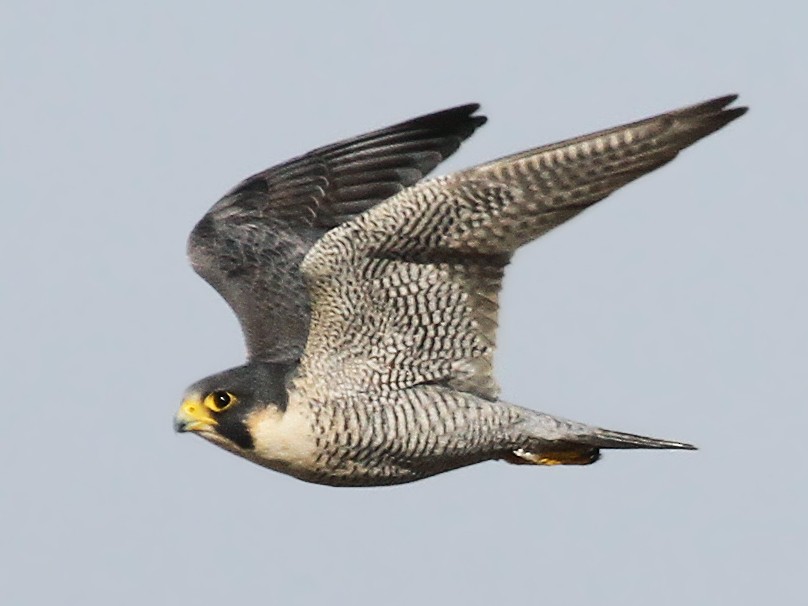 El halcón: arma letal.