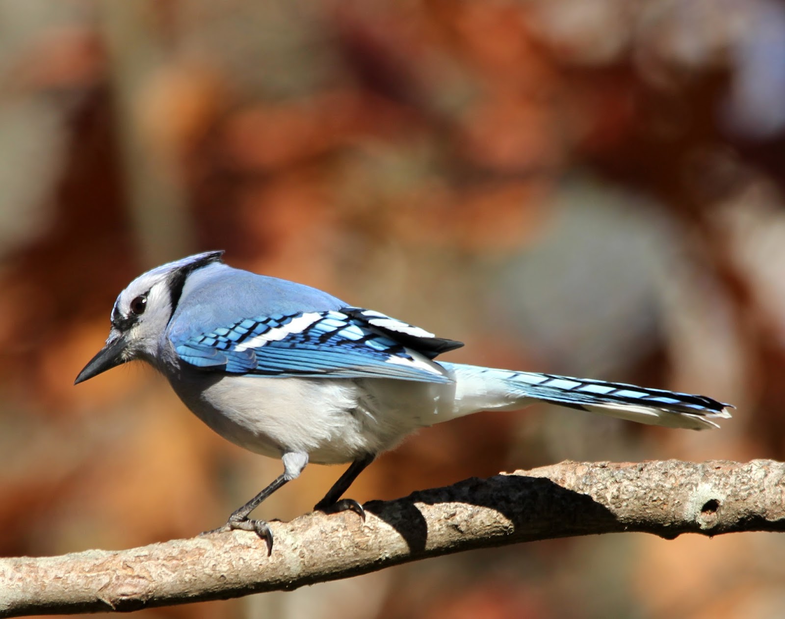 Here and There: Day 314 - 9th November 2016 - Blue Jay, Red Winged ...