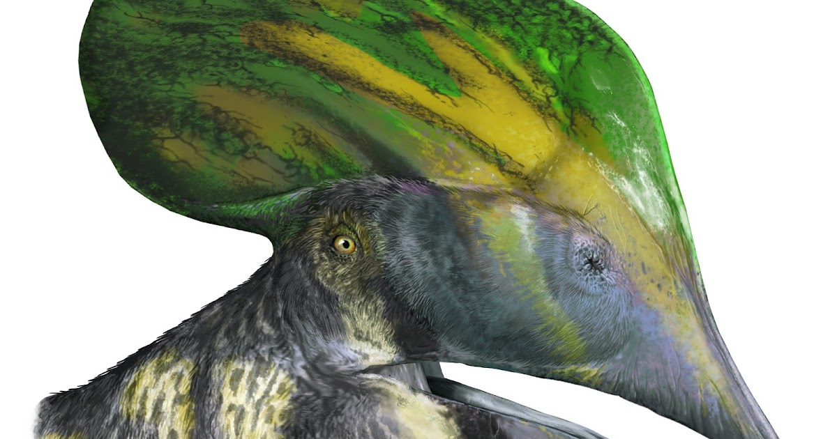 Species New to Science: [Paleontology • 2020] Afrotapejara zouhri • A ...