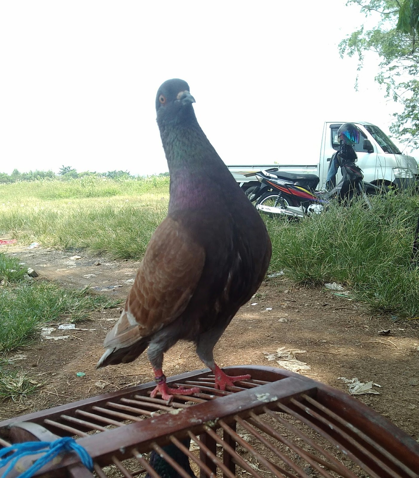 MERPATI BALAP TINGGIAN
