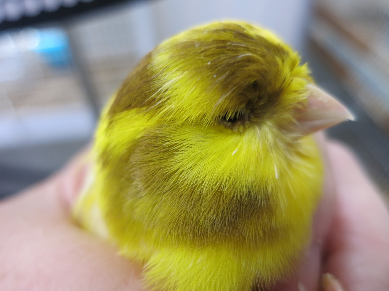 Canary Tales: Breeding Better Looking Birds - Part 1 Feather Type ...