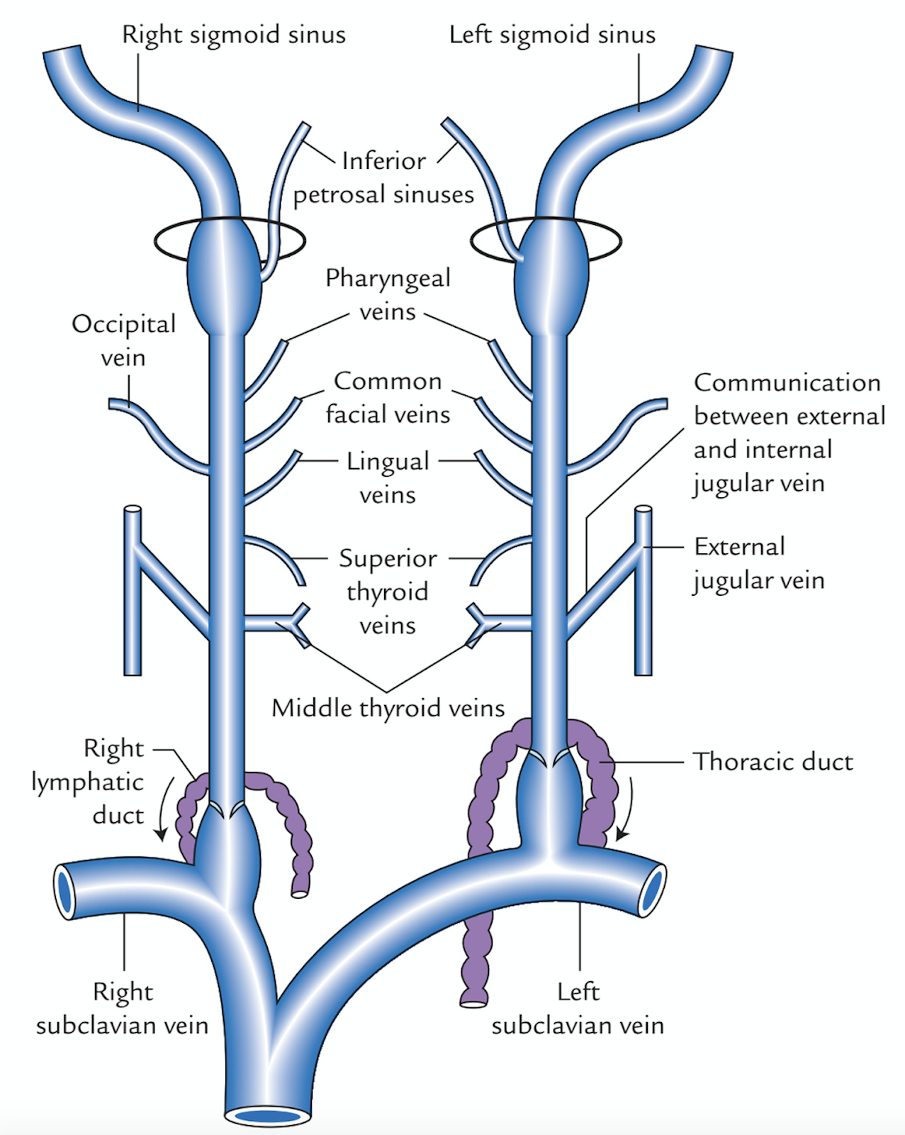 Neurovaskular Kontemplatif: Transvenous Embolization Indirect CCF