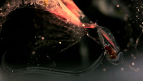 Real Monstrosities: Larvacea