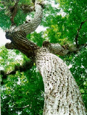Árboles Nativos: Cedro misionero