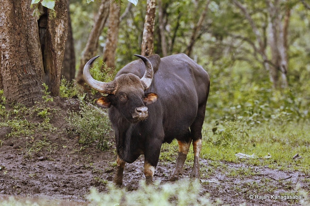 The Magician of Masinagudi