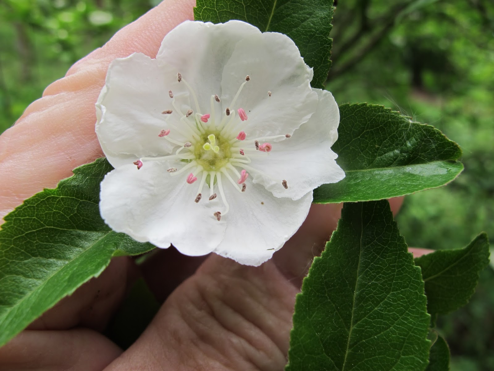Calderdale Wildlife: Medlar/Midland Hawthorn