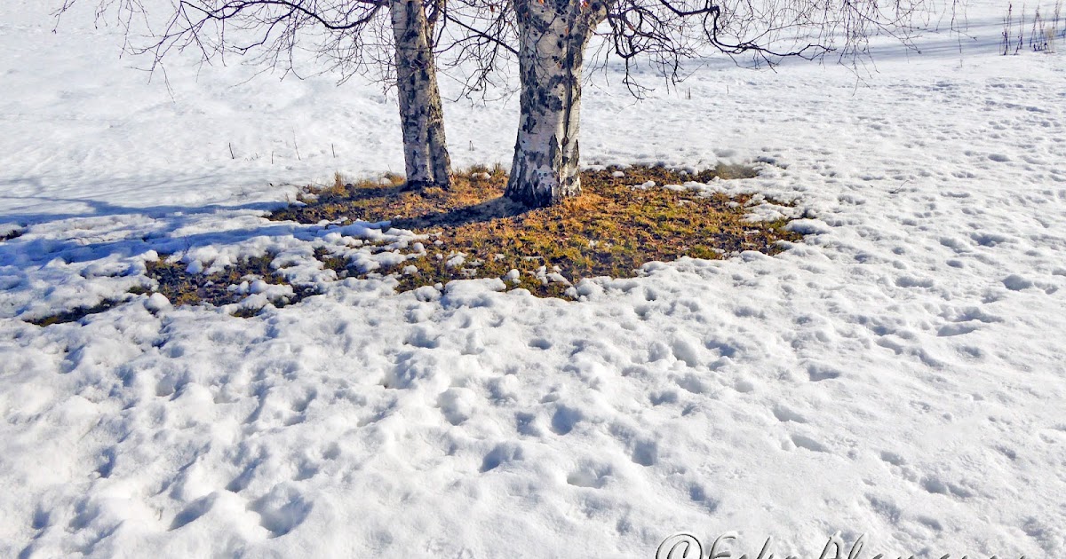 Eko-Kuvia: Koivun - Mahlaa keväällä....