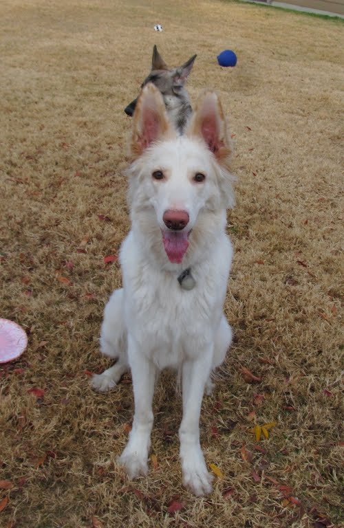 Kyrie the ISSA Shiloh Shepherd: The Sparta Girls!