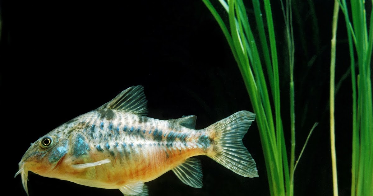 Several Tips on Spawning Corydoras Fish - fish-hobbyist