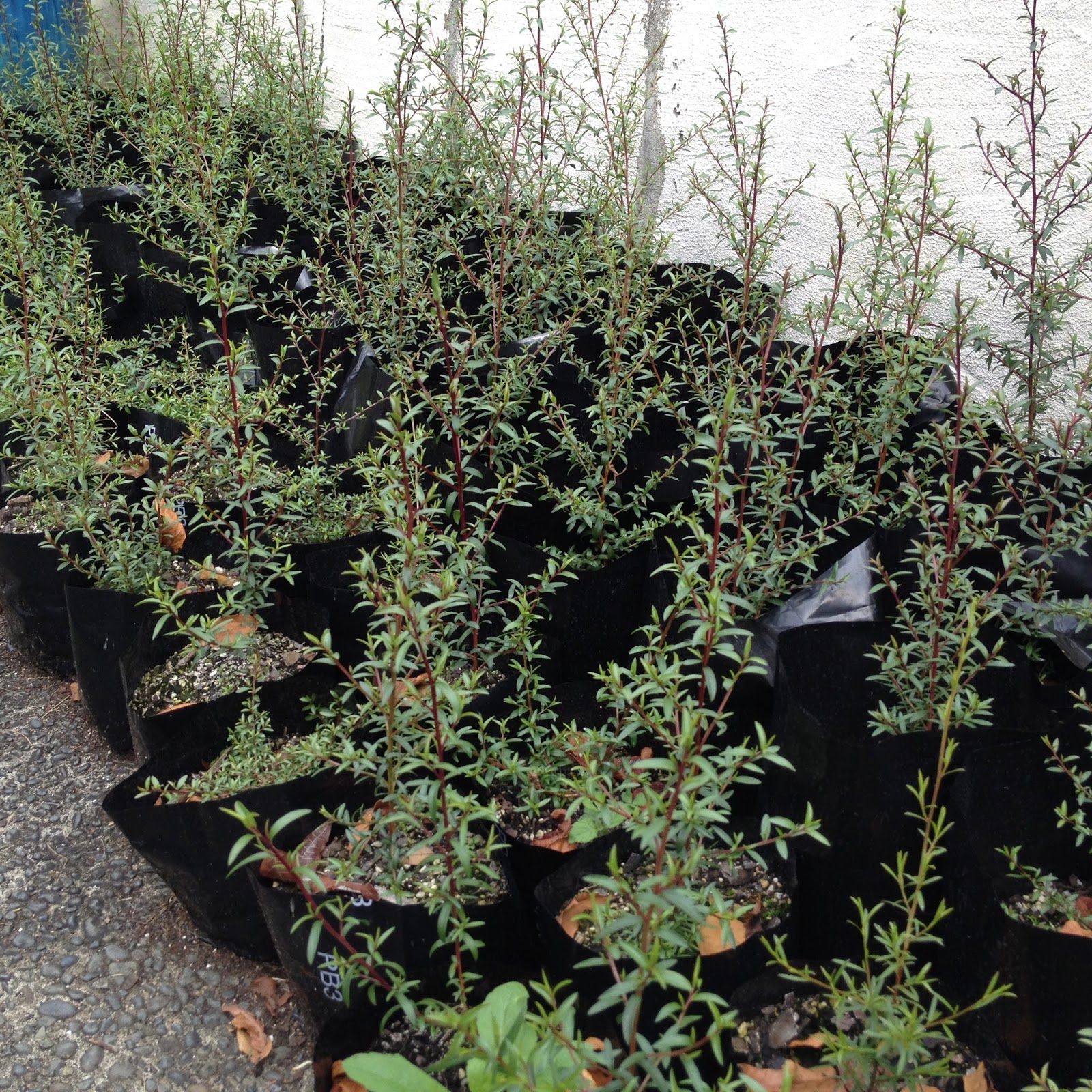 Beekeepers Blog: Growing Manuka Trees from Seed and Cuttings