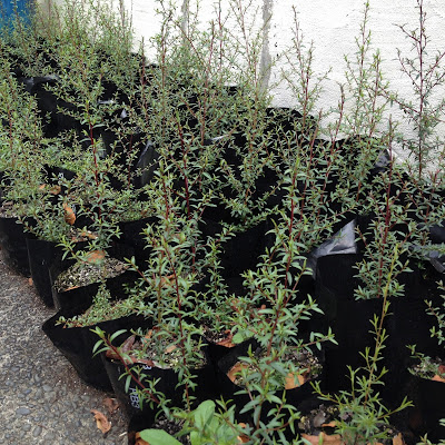 Beekeepers Blog: Growing Manuka Trees from Seed and Cuttings
