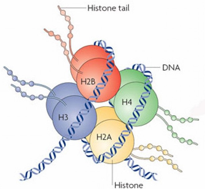 Epigenética: las histonas y sus cambios