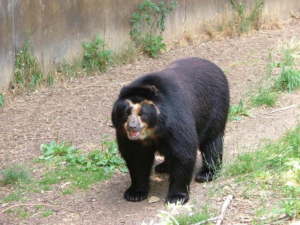 AYI RESİMLERİ-Manzaralar