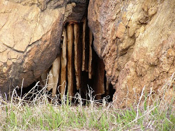 Pretending to Farm: Living with a Septic Tank System