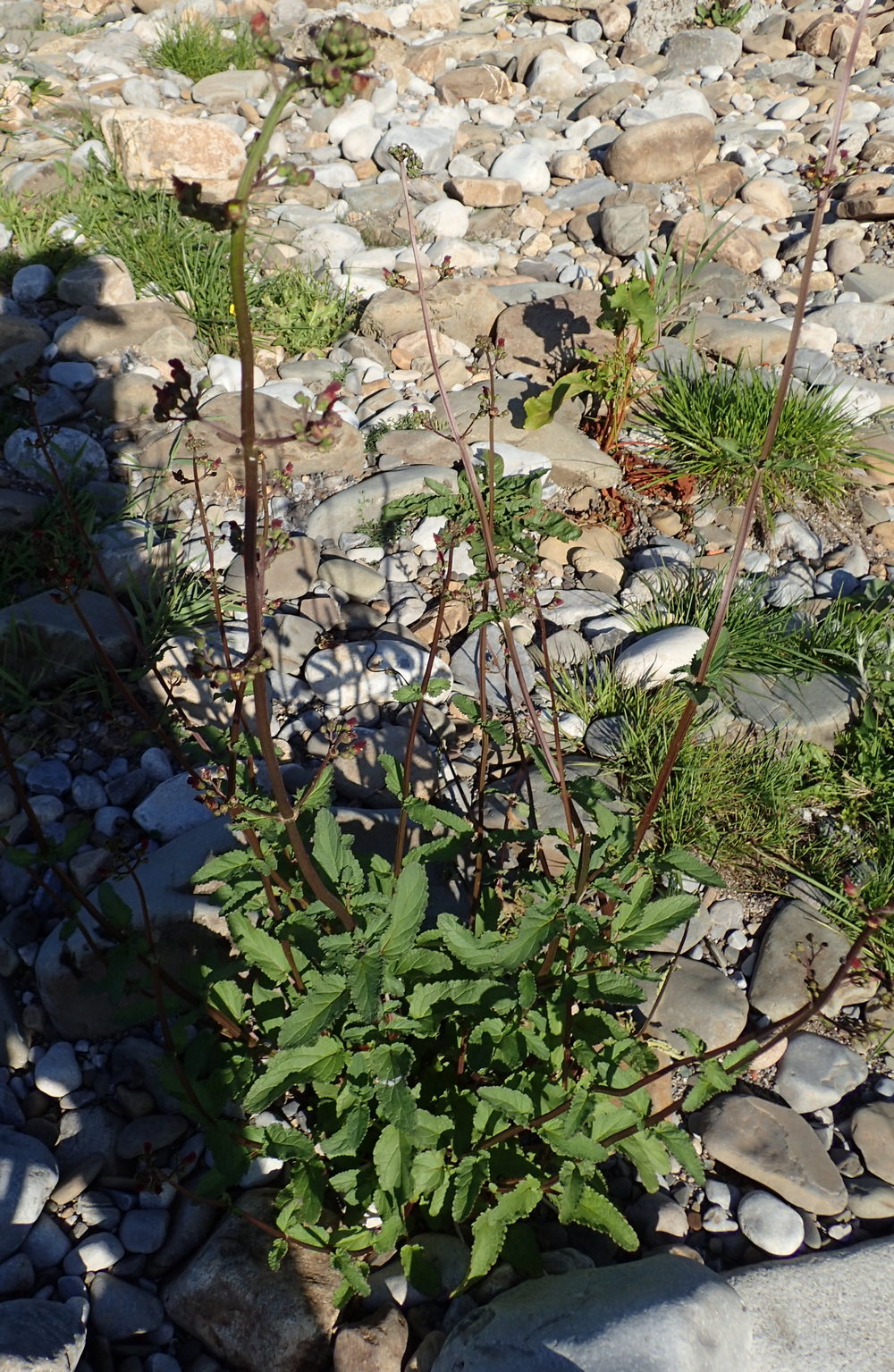 The Rainforest Fund Project: Settle Wildflowers - Day 61 - Red 15 ...