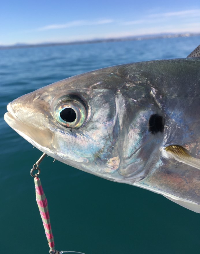 E sobre os nossos vulgares carapaus? Sabemos tudo?