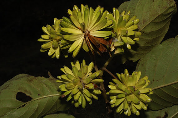 Camptotheca acuminata Decne.