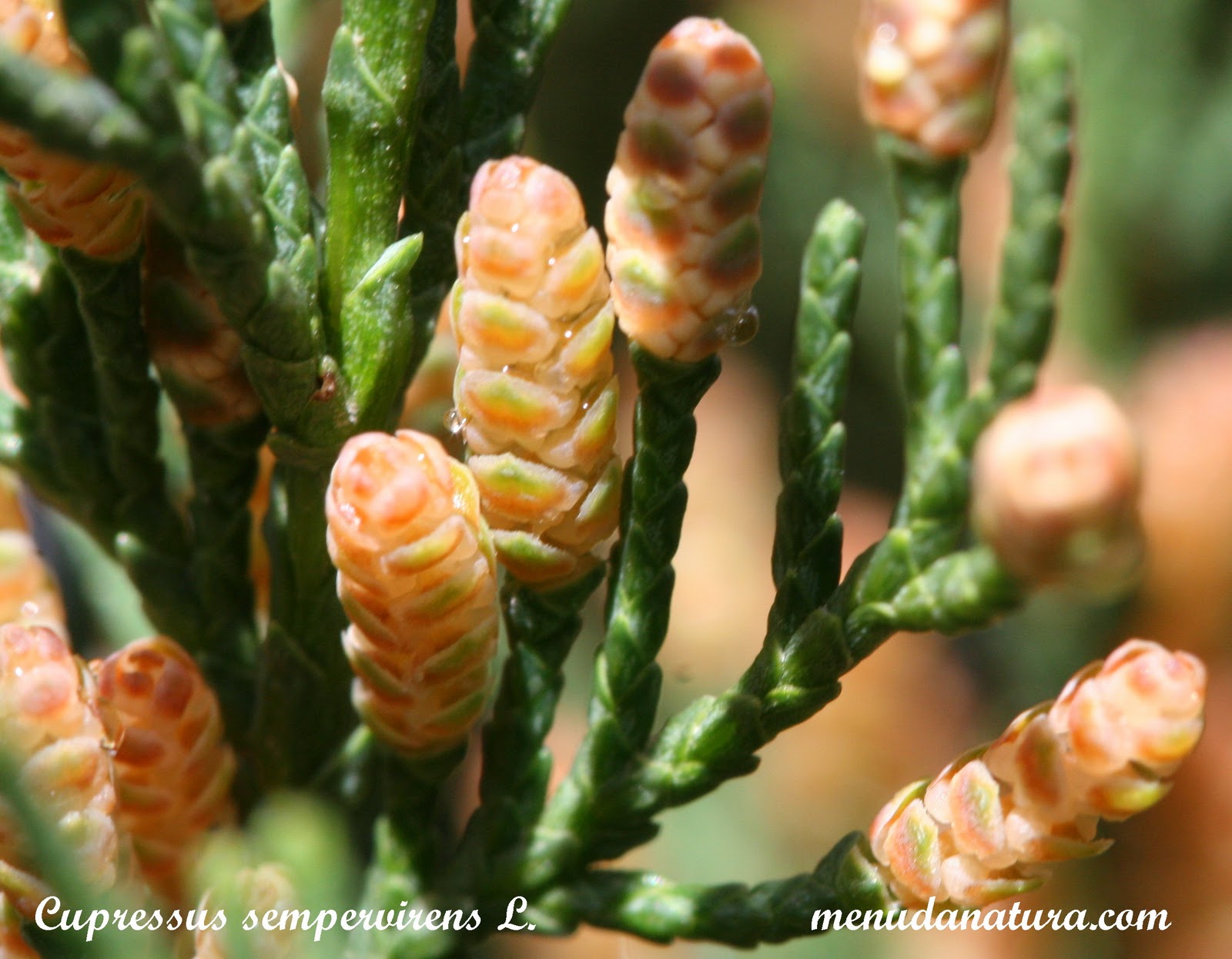 Menuda Natura: Cupressus sempervirens L.