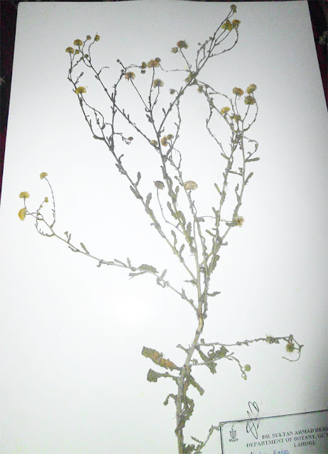 Botany-Mother of Life: Collection of Plants