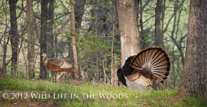 Lord and Lady Boonie Strut Their Stuff - That Susan Williams